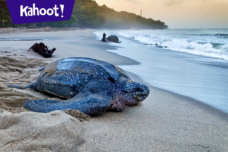 Sea Turtles and Big Trucks - Kahoot! Quiz