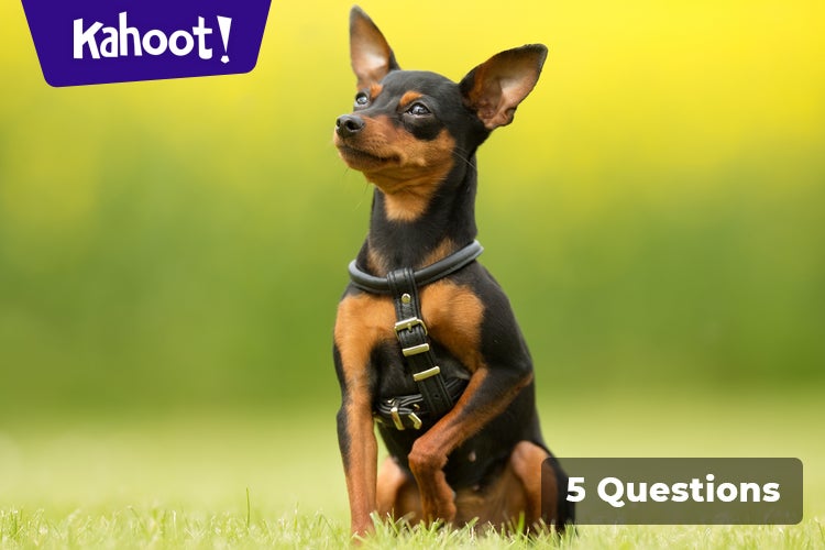 Dogs 2 Exit Pass - Kahoot! Quiz