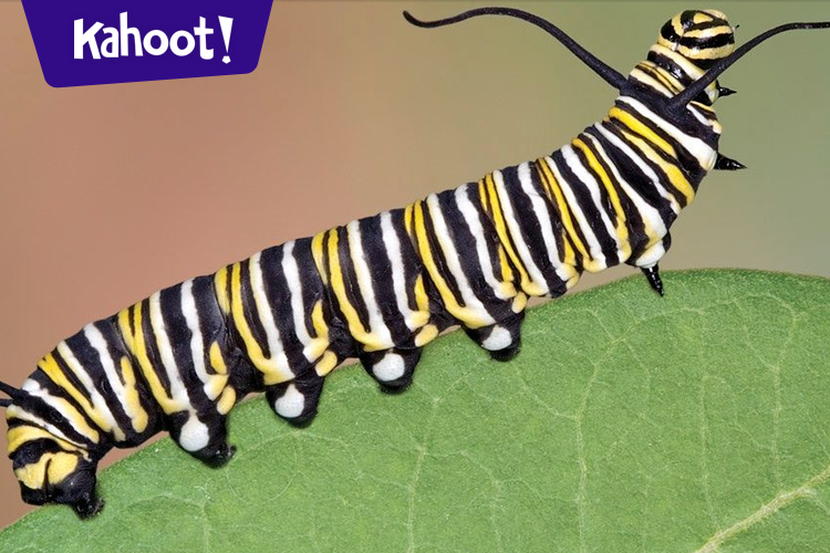 Ecology Review - Kahoot! Quiz