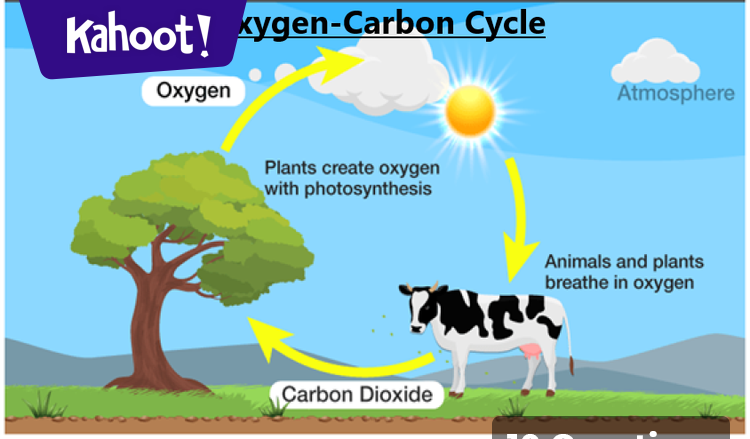 Oxygen - Carbon Cycle - Kahoot! Quiz