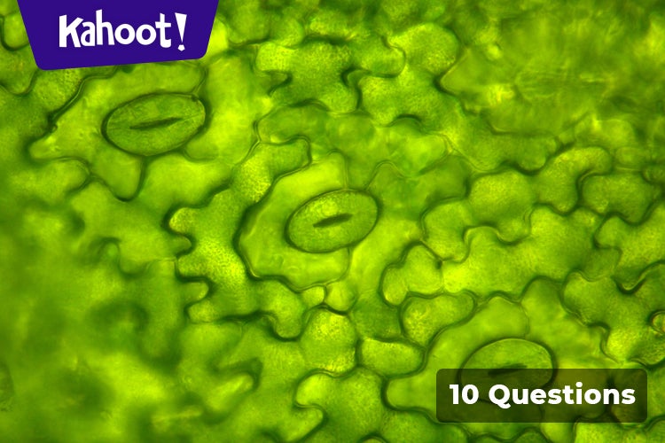 Photosynthesis & Respiration - Kahoot! Quiz