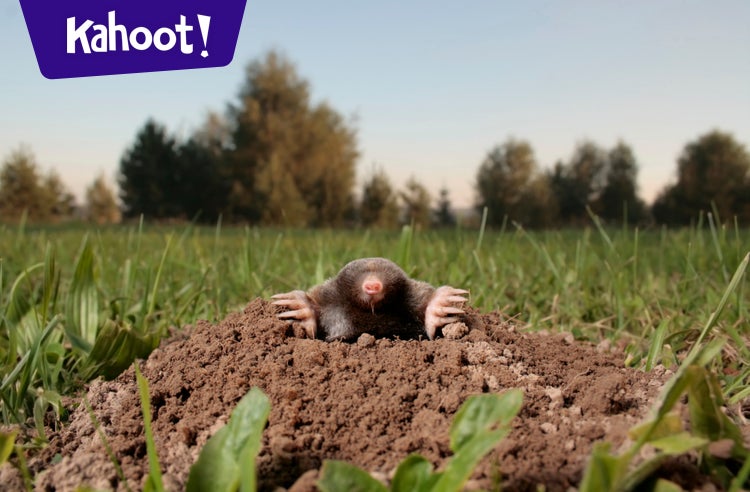 3.1.2 The mole blind kahoot - Kahoot! Quiz