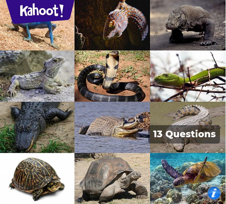 13 Fun Questions Quiz: Reptiles - Kahoot! Quiz