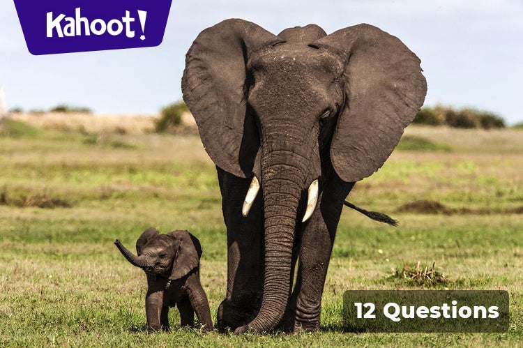 Baby Animals (Beginners) - Kahoot! Quiz
