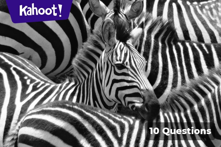 Groups of Animals - Kahoot! Quiz