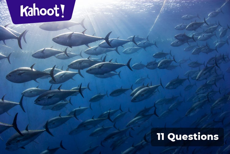 MSN Ocean Zones - Kahoot! Quiz