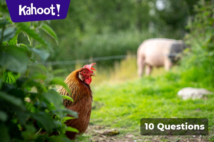 Farm Animals - Kahoot! Quiz