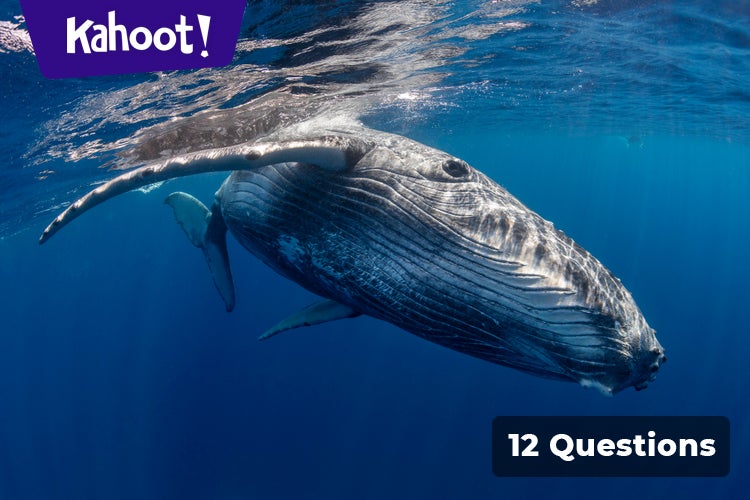 The Majestic Blue Whale - Kahoot! Quiz