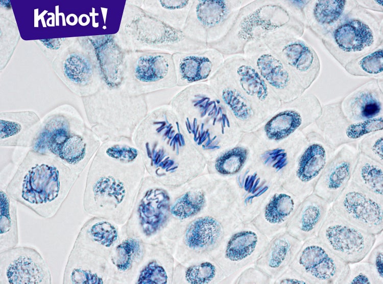 Sexual And Asexual Reproduction Kahoot Quiz