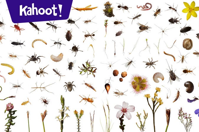 Plant & Animal Diversity - Kahoot! Quiz