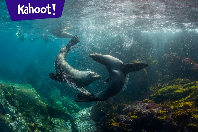 Amazing Animals Trivia - Kahoot! Quiz