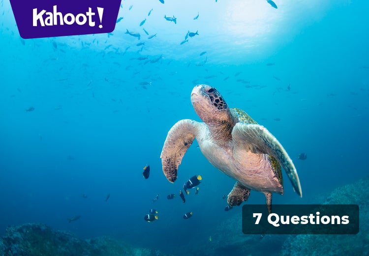 SEA ANIMALS - Kahoot! Quiz