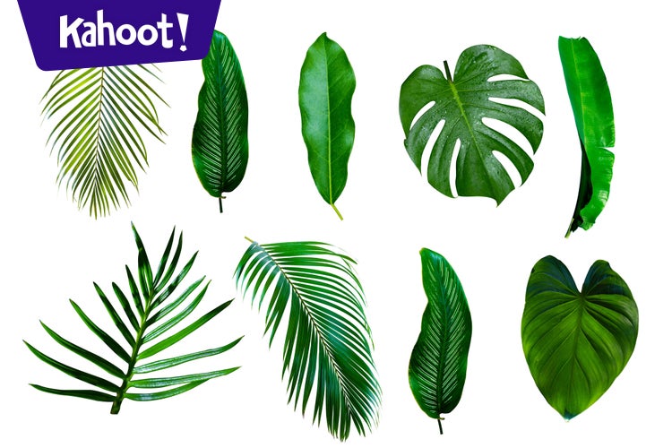 Plant Kingdom - Kahoot! Quiz