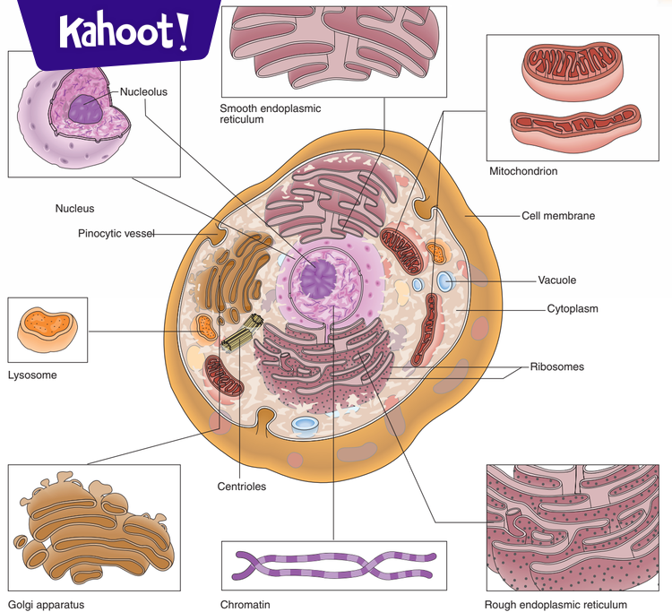 Cells and Tissues of the Human Body - Kahoot! Quiz