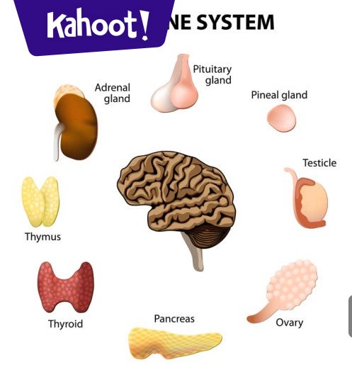 Endocrine System - Kahoot! Quiz
