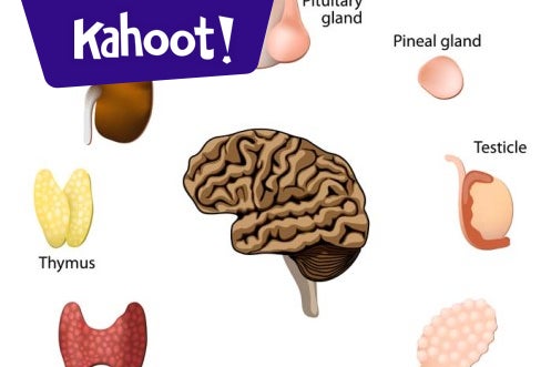 Endocrine System - Kahoot! Quiz