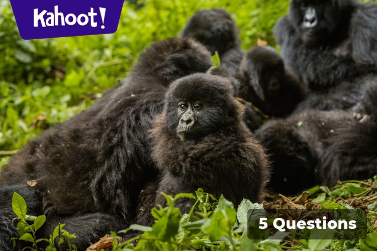 Keystone Gorillas Before Class - Kahoot! Quiz