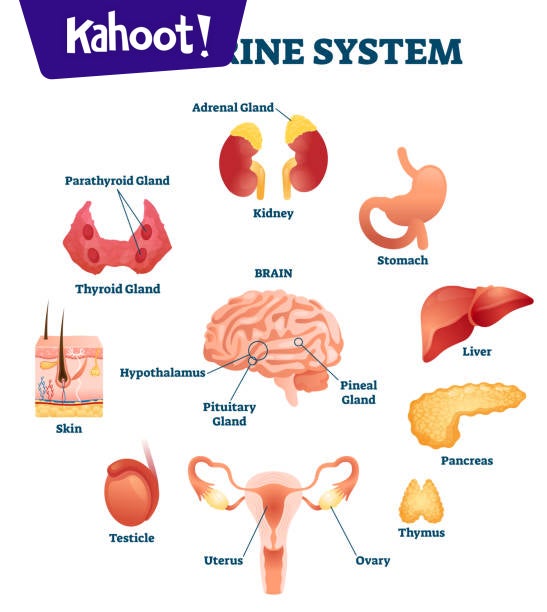 The Endocrine System - Kahoot! Quiz