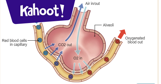 iGCSE Biology - Gas exchange - Kahoot! Quiz