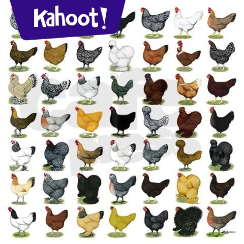 Poultry Chicken breeds black barred and mixed black - Kahoot! Quiz