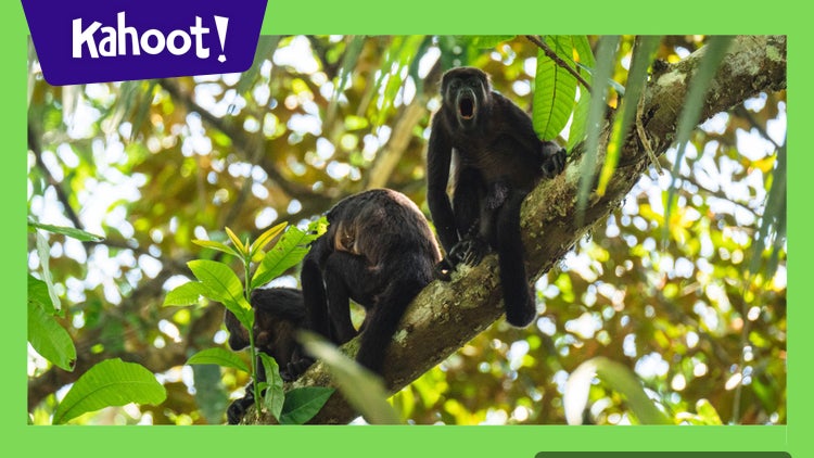 Animal Fun Facts - Kahoot! Quiz