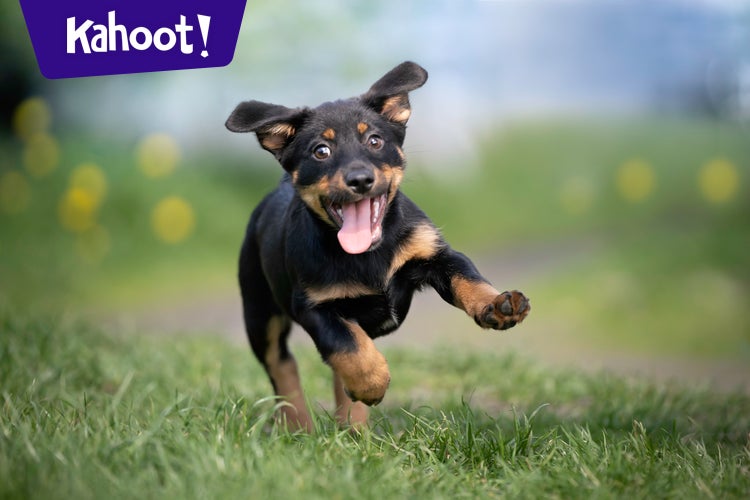 Baby Animals - Kahoot! Quiz