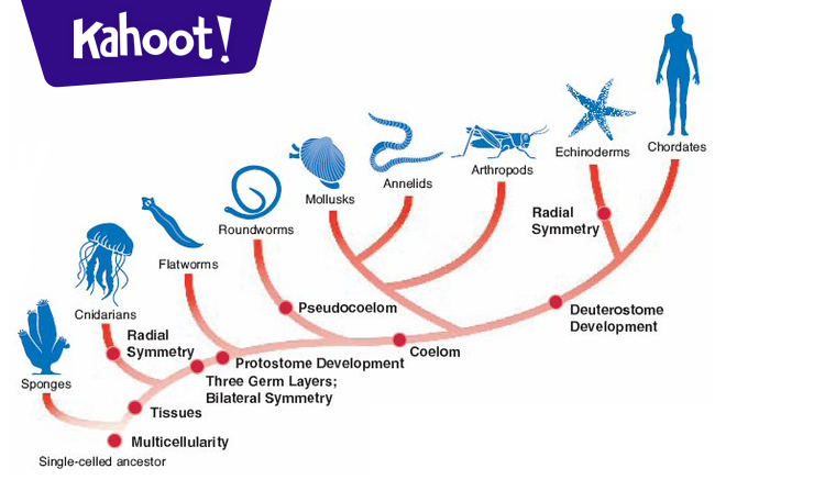Evolution number 9 - Kahoot! Quiz
