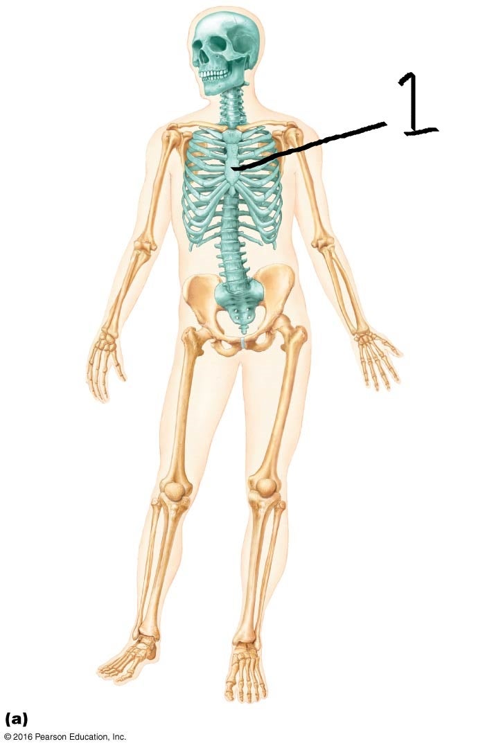Skeleton Lab Quiz - Kahoot! Quiz