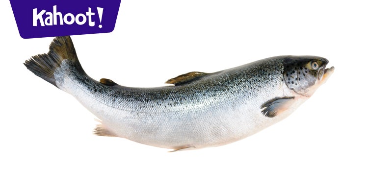 Bible Quiz 31 Fish and other Creatures - Kahoot! Quiz