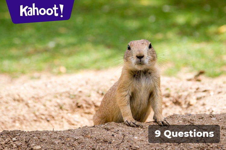 Gophers (Listening A2) - Kahoot! Quiz