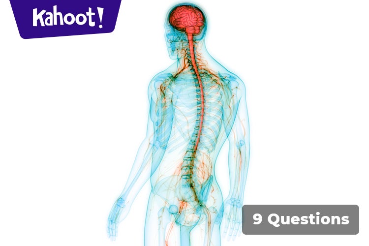 Parts of the Nervous System - Kahoot! Quiz