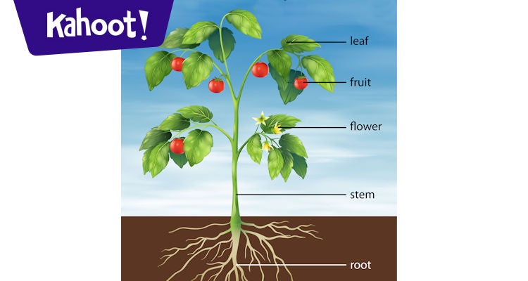 P6- Parts of a Plant - Kahoot! Quiz