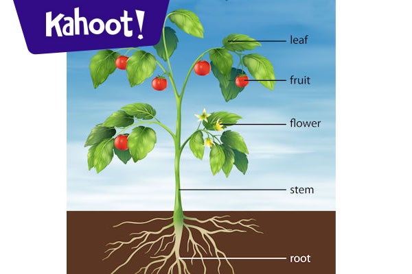 P6- Parts of a Plant - Kahoot! Quiz