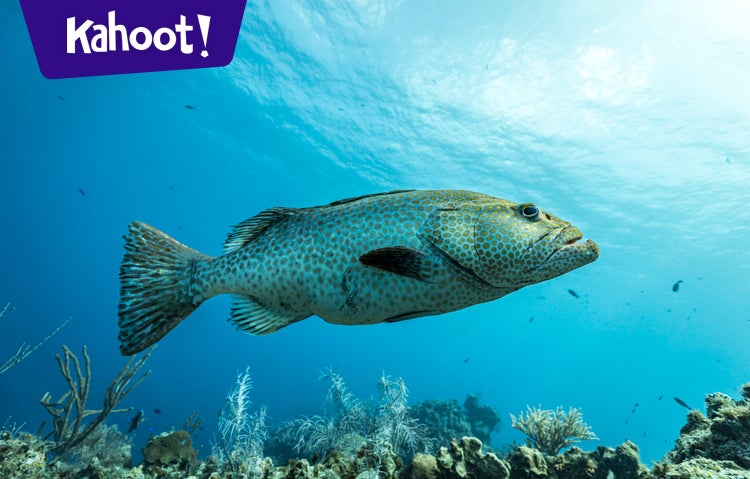 Intro to Fish Review - Kahoot! Quiz