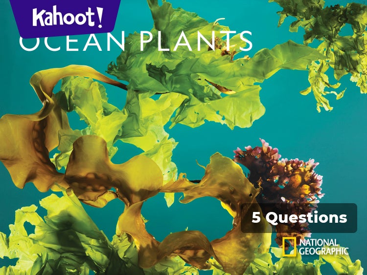 Ocean Plants - Kahoot! Quiz