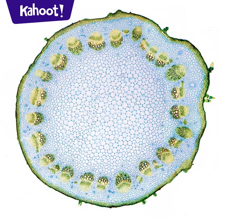 Plant Vascular Tissues - Kahoot! Quiz