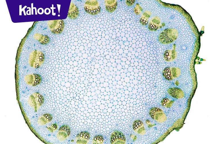 Plant Vascular Tissues - Kahoot! Quiz