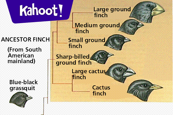 Evolution of Populations - Kahoot! Quiz