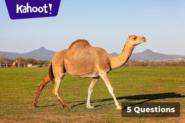 The Camel, the Jackal, and the Lion-Panchatantra story - Kahoot! Quiz