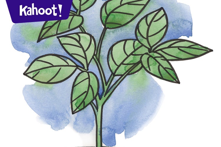 Science Chapter 6 Test Review -- Plants - Kahoot! Quiz