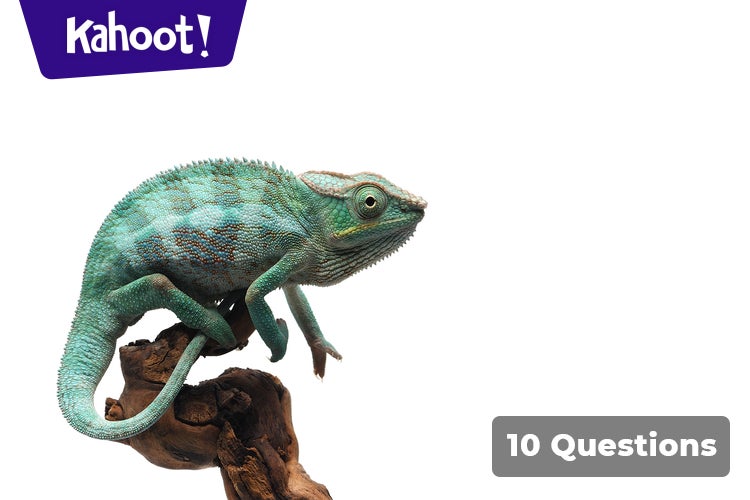 Animals Reveal and Typing 1 - Kahoot! Quiz