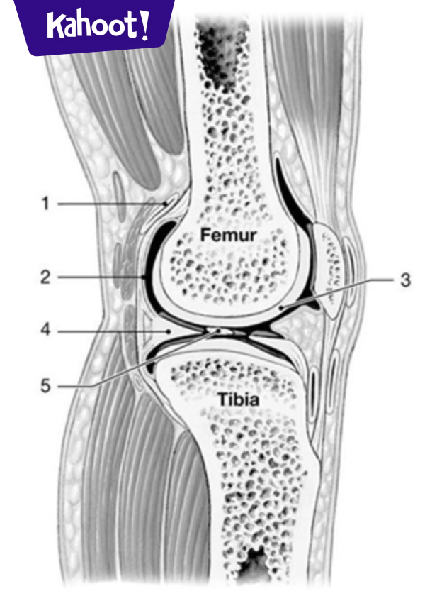 Anatomy& Physiology Exam 4 - Skeletal System (Bones & Joints) - Kahoot ...