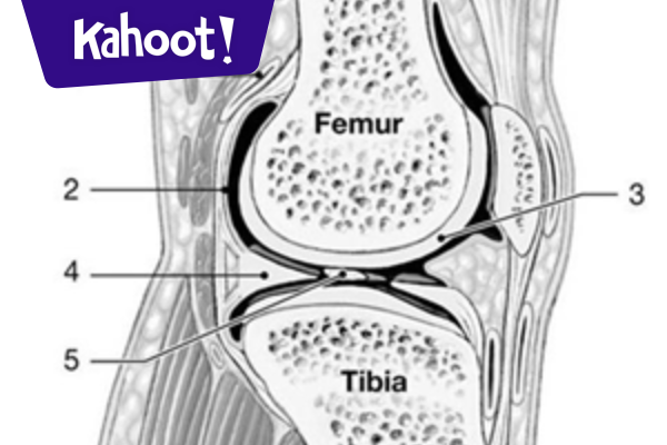 Anatomy& Physiology Exam 4 - Skeletal System (Bones & Joints) - Kahoot ...