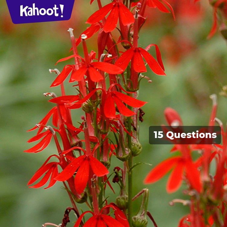 Plants 3 - Kahoot! Quiz