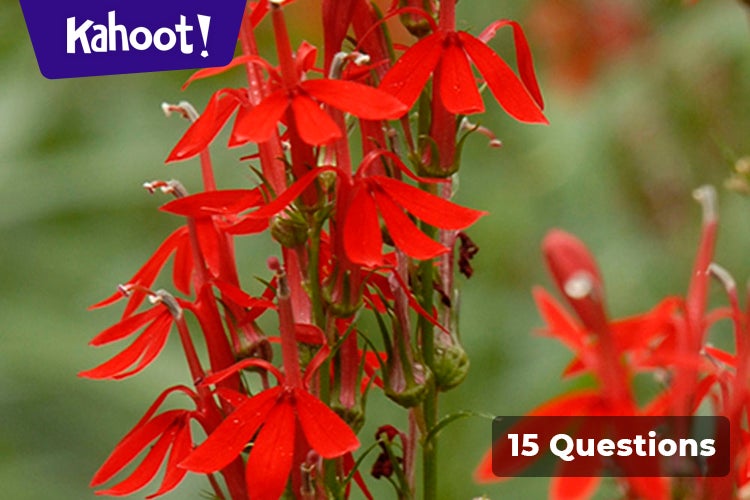 Plants 3 - Kahoot! Quiz