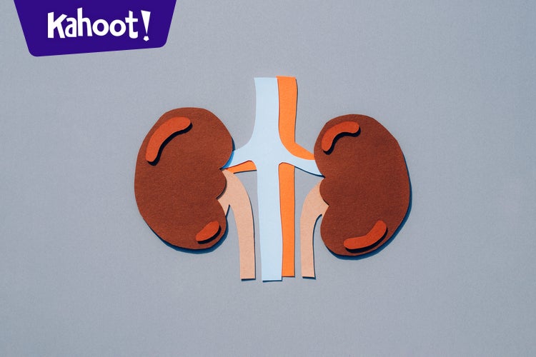 A&P-The urinary system - Kahoot! Quiz
