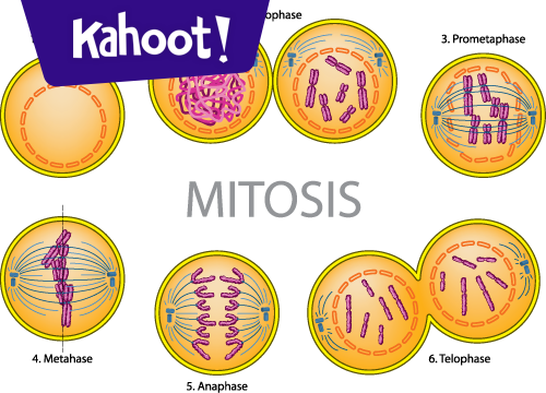 Stages of Mitosis - Kahoot! Quiz