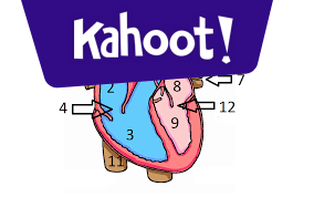 Heart Anatomy - Kahoot! Quiz