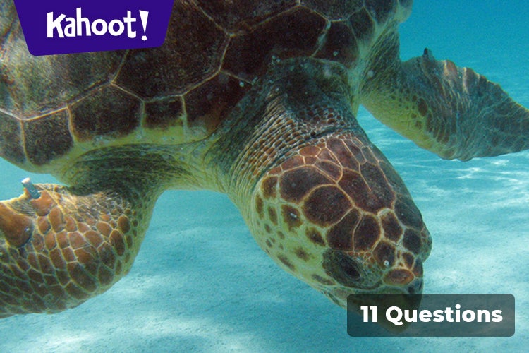 Sea Turtles 101 - Kahoot! Quiz