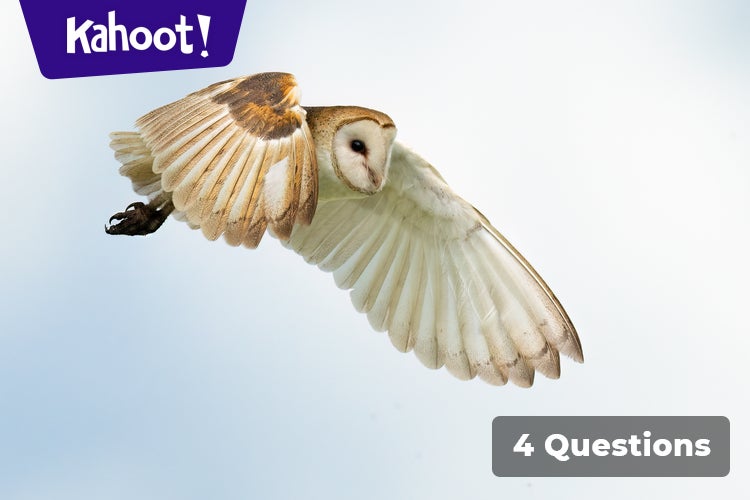 hoot hoot - Kahoot! Quiz